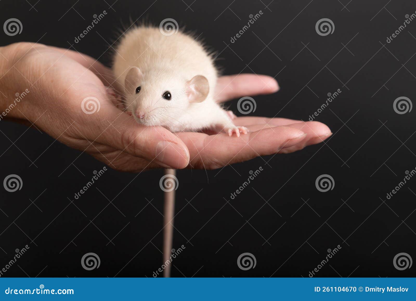 White baby rat stock photo. Image of studio, pets, closeup - 261104670
