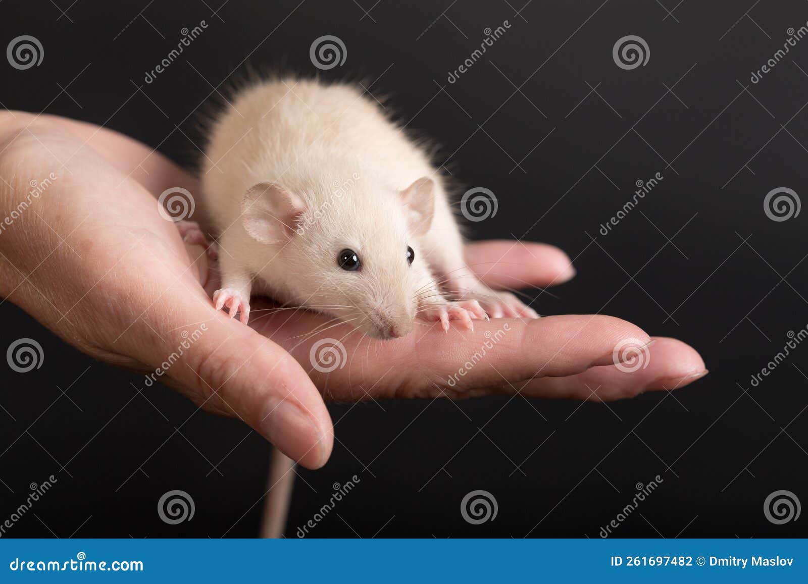 White baby rat on a palm stock photo. Image of cute - 261697482
