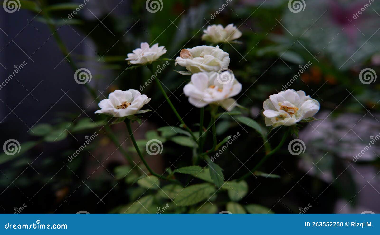 White Baby Rose& X28;Rosa Multiflora& X29; Stock Photo - Image of ...