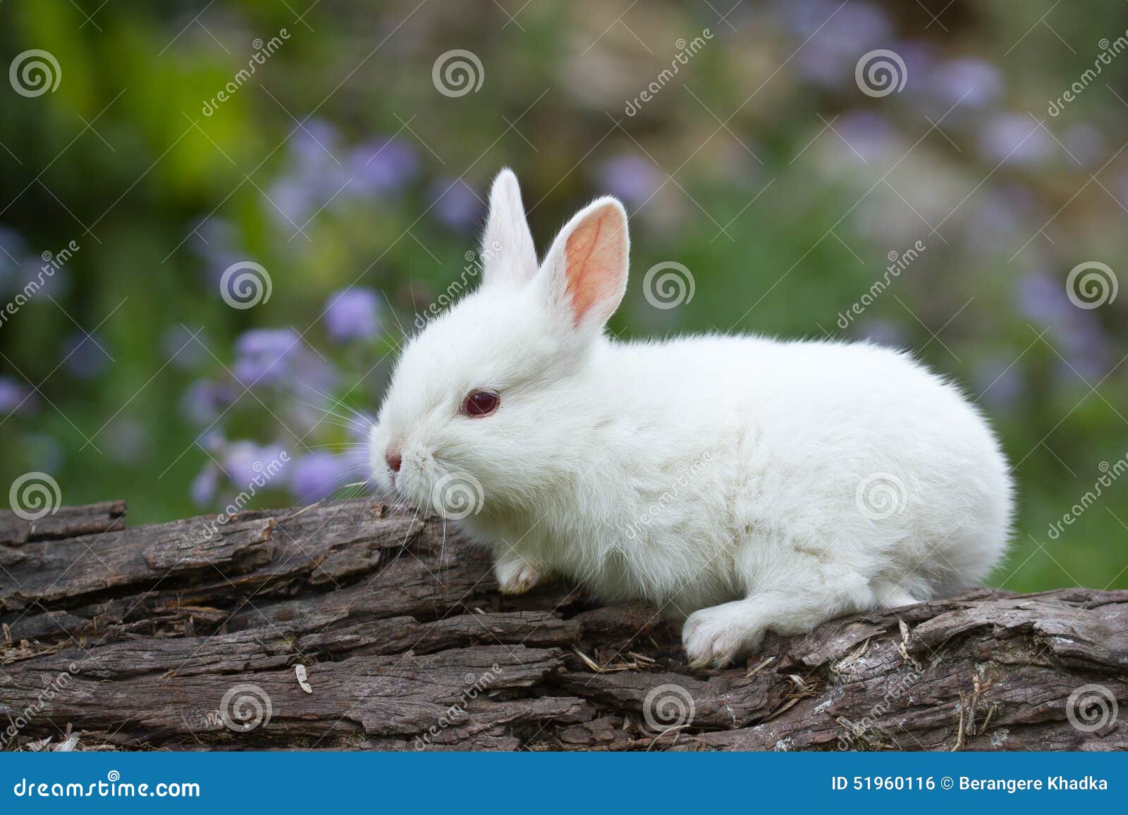 White Baby White Rabbit on Trunk Stock Photo - Image of white ...