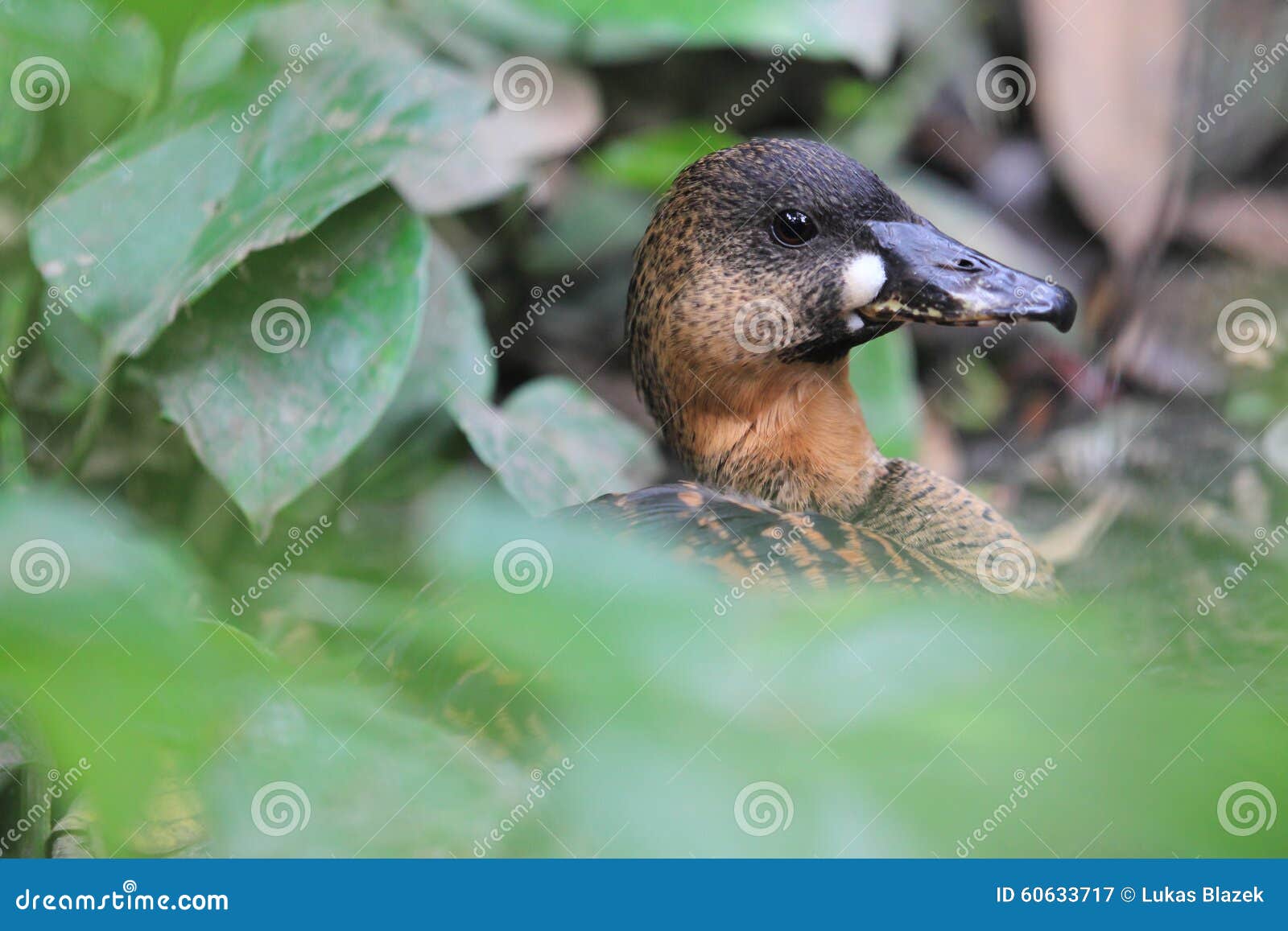 White-backed duck stock image. Image of waterbird, thalassornis - 60633717
