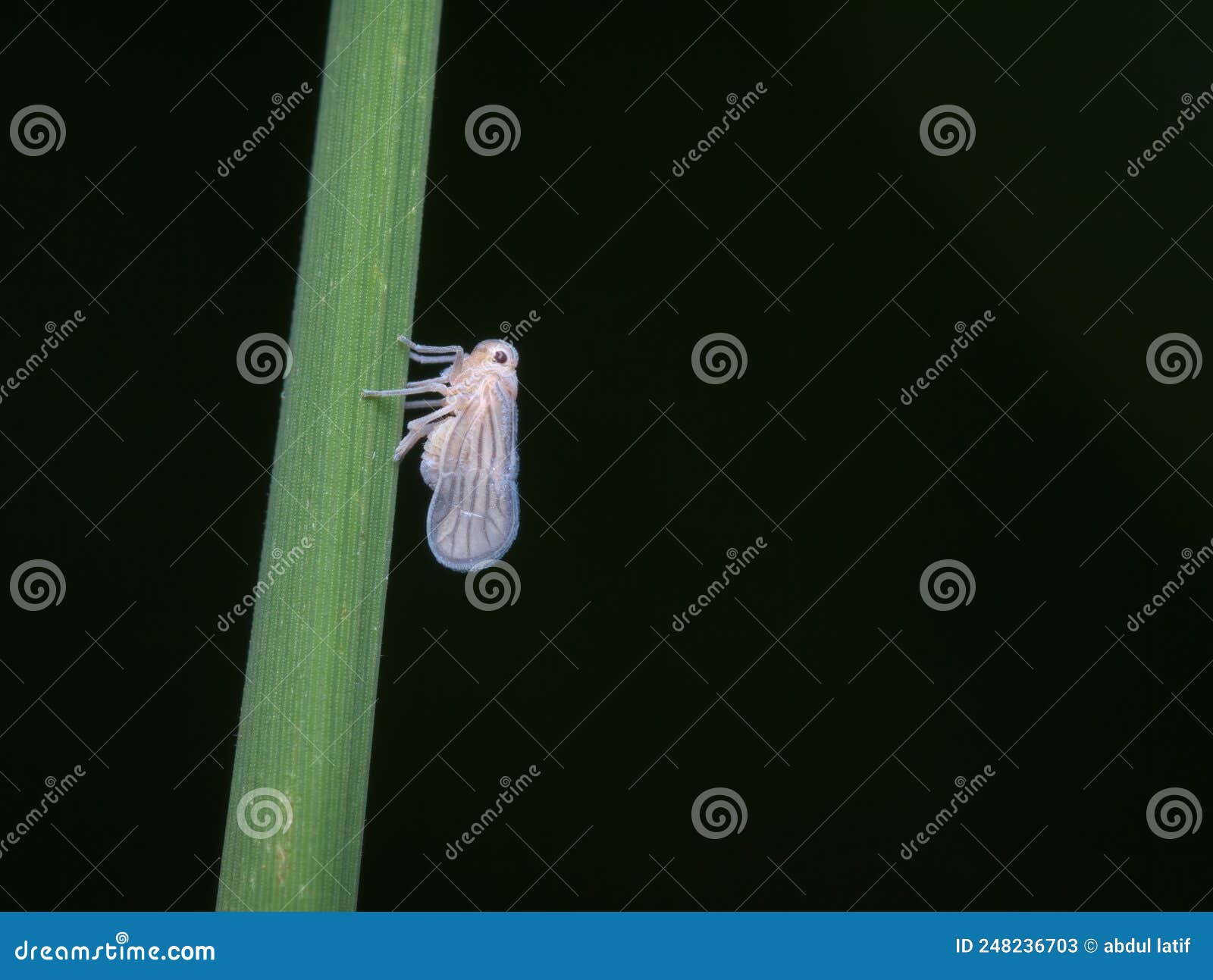 White Backed Planthopper on the Grass Stock Image - Image of wildlife ...