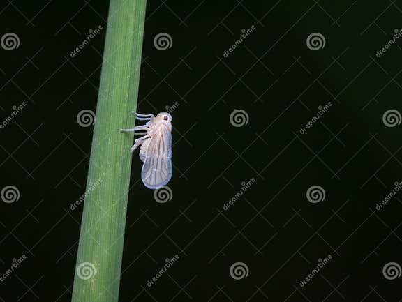 White Backed Planthopper on the Grass Stock Image - Image of wildlife ...