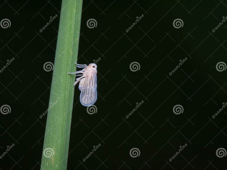 White Backed Planthopper on the Grass Stock Image - Image of wildlife ...