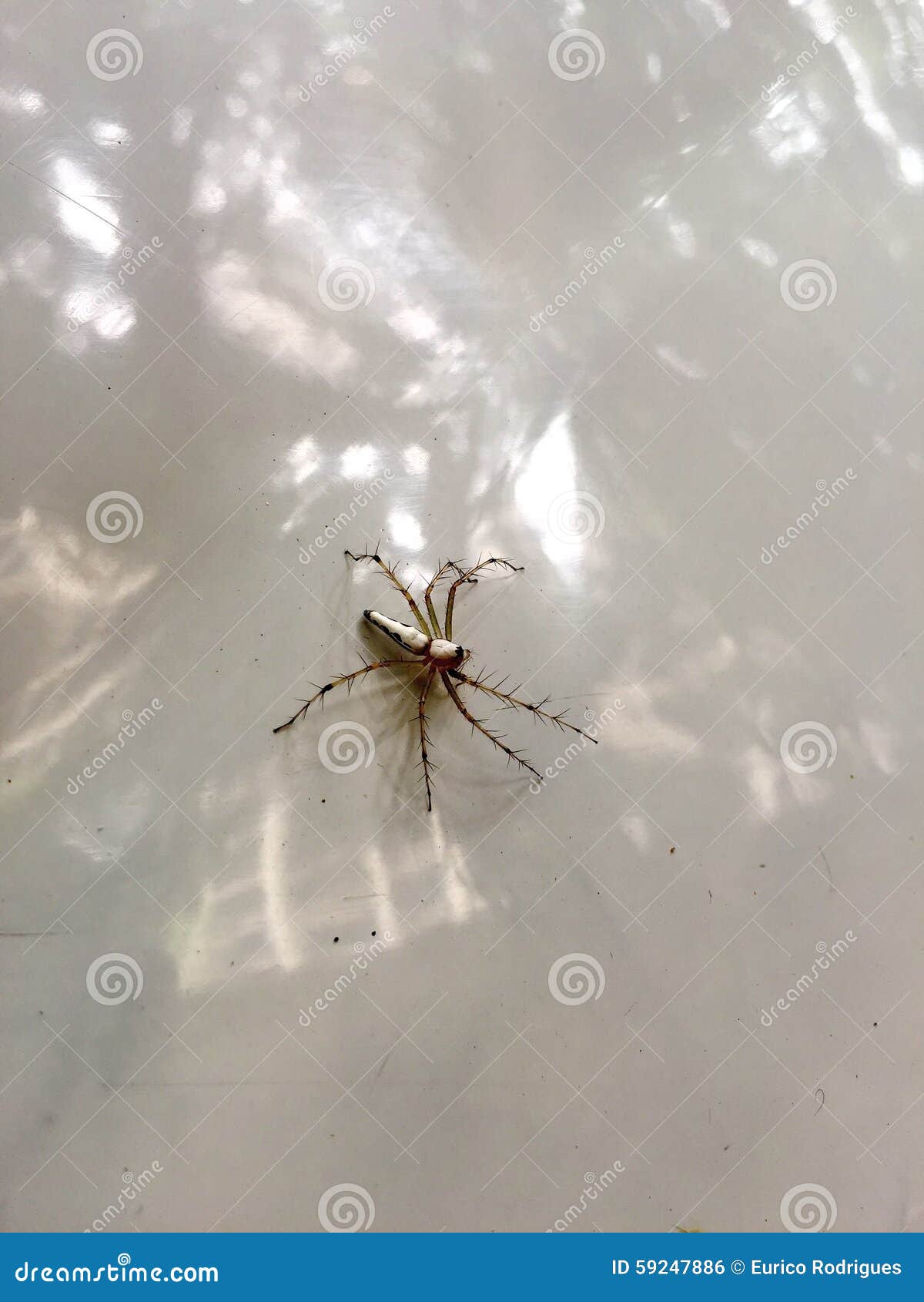 White backed spider stock photo. Image of white, spiny - 59247886