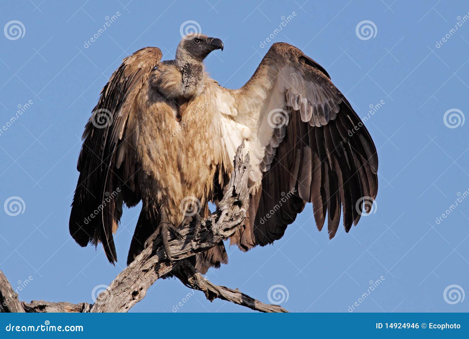 White-backed vulture stock photo. Image of powerful, wild - 14924946