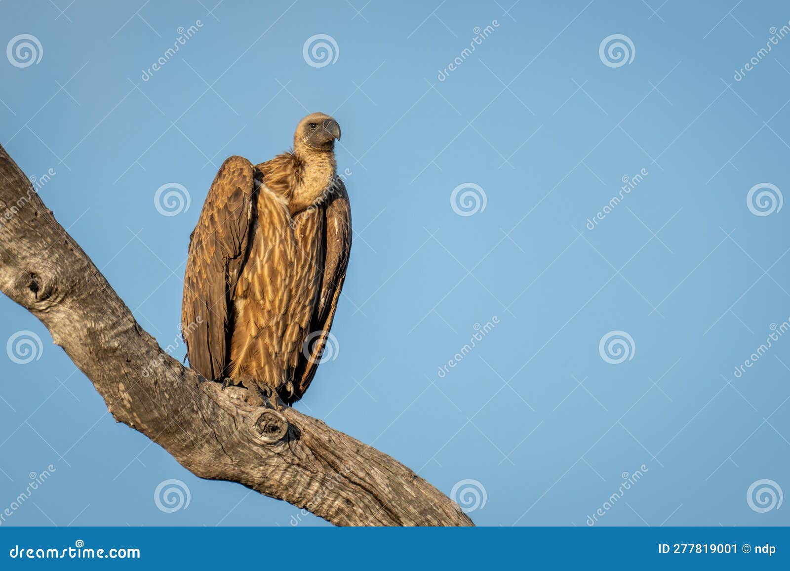 White-backed Vulture on Dead Tree in Sunshine Stock Image - Image of ...