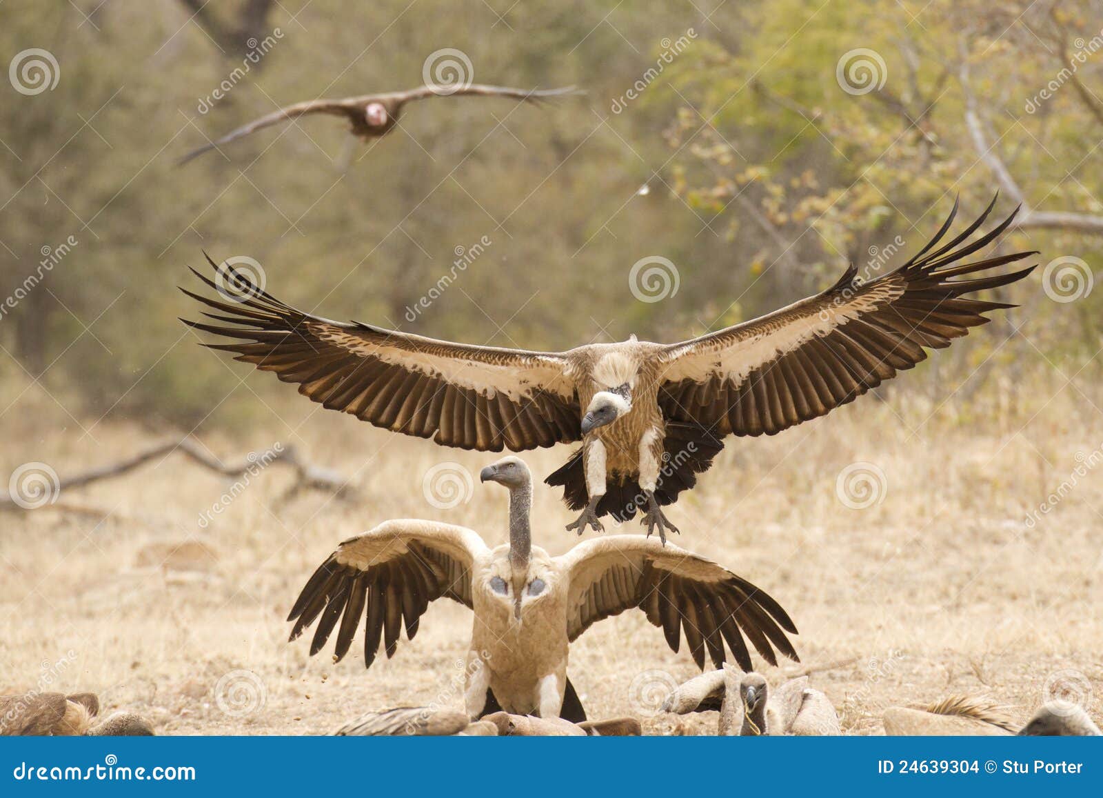 White Backed Vulture in Flight, South Africa Stock Photo - Image of ...