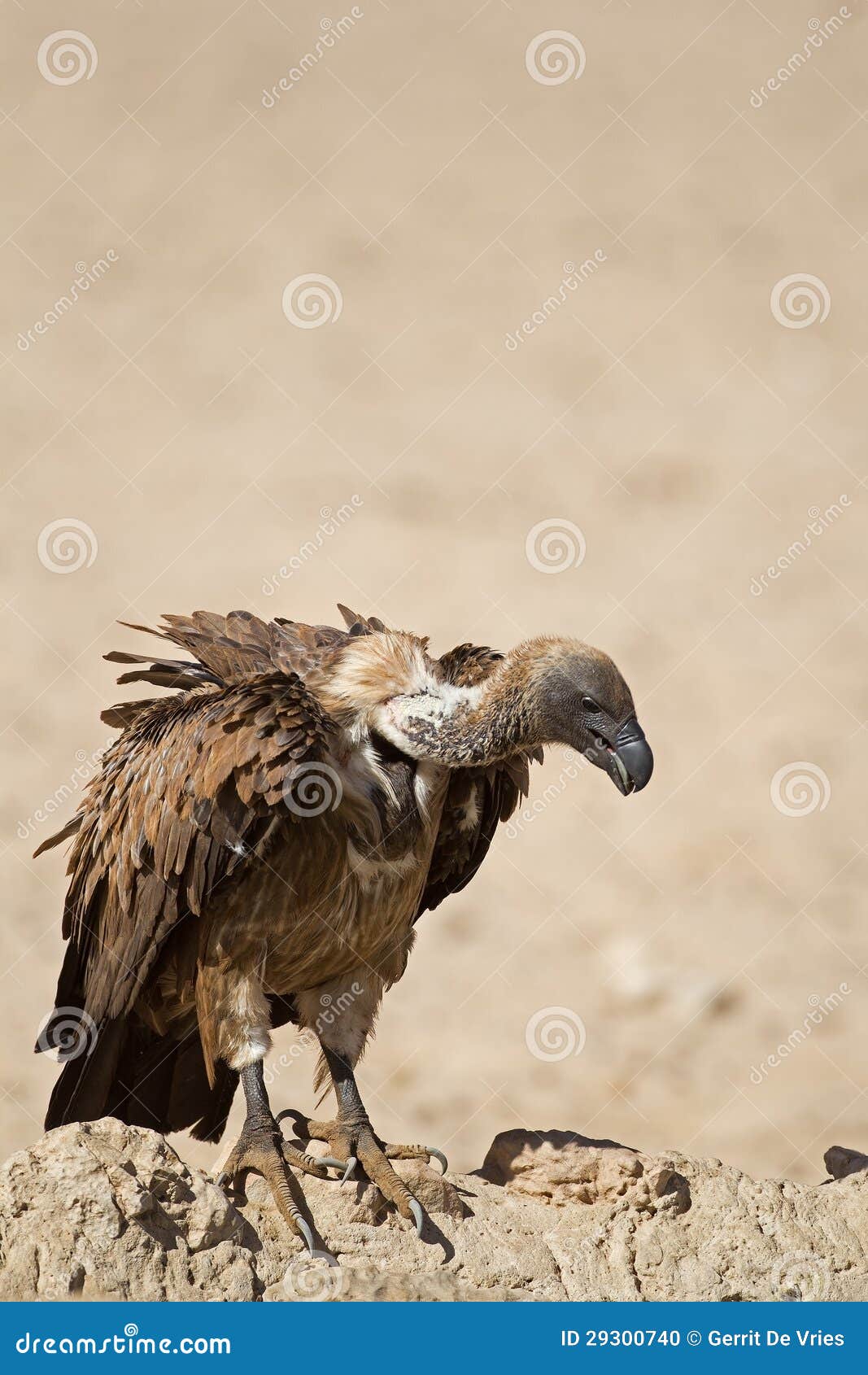 White-Backed Vulture Perched on Rock Stock Photo - Image of nature ...