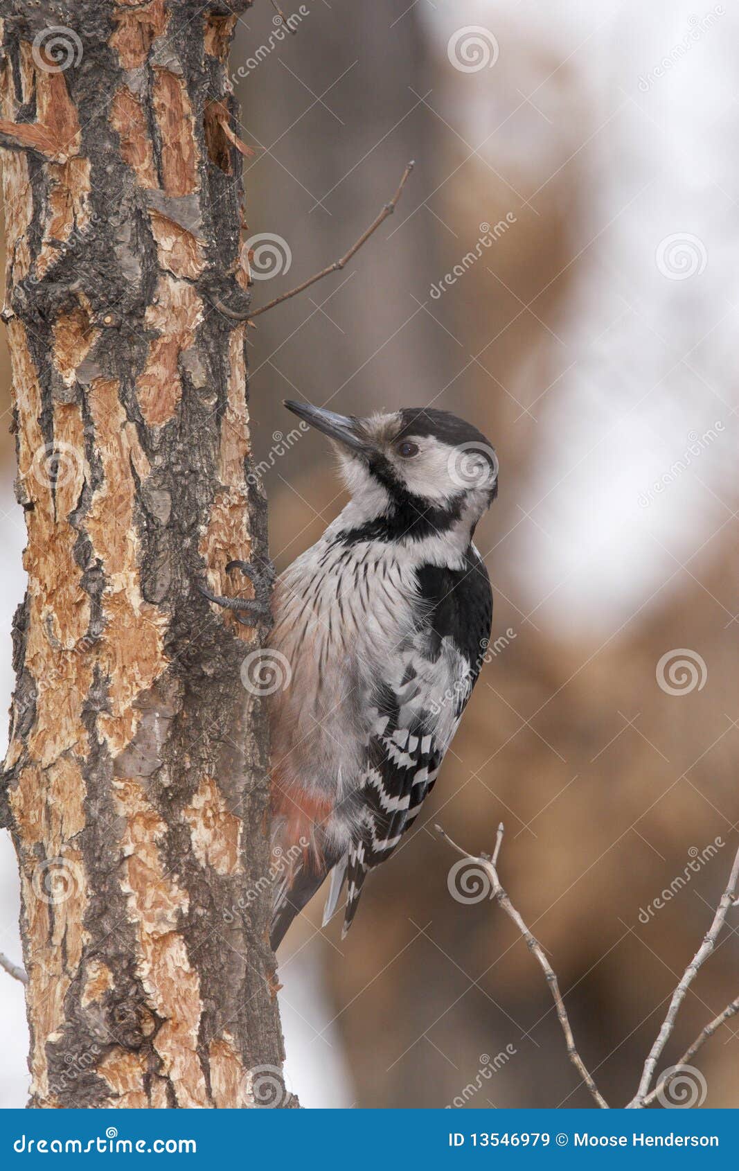 Red-backed Woodpecker In Sri Lanka Stock Image | CartoonDealer.com ...