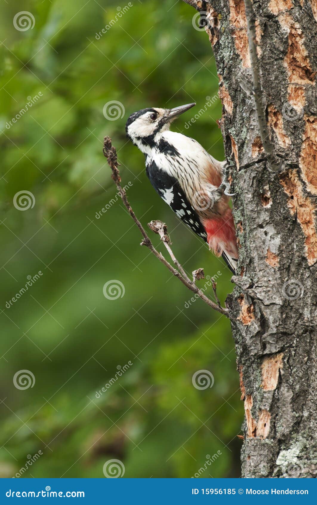 White-backed Woodpecker stock image. Image of backed - 15956185