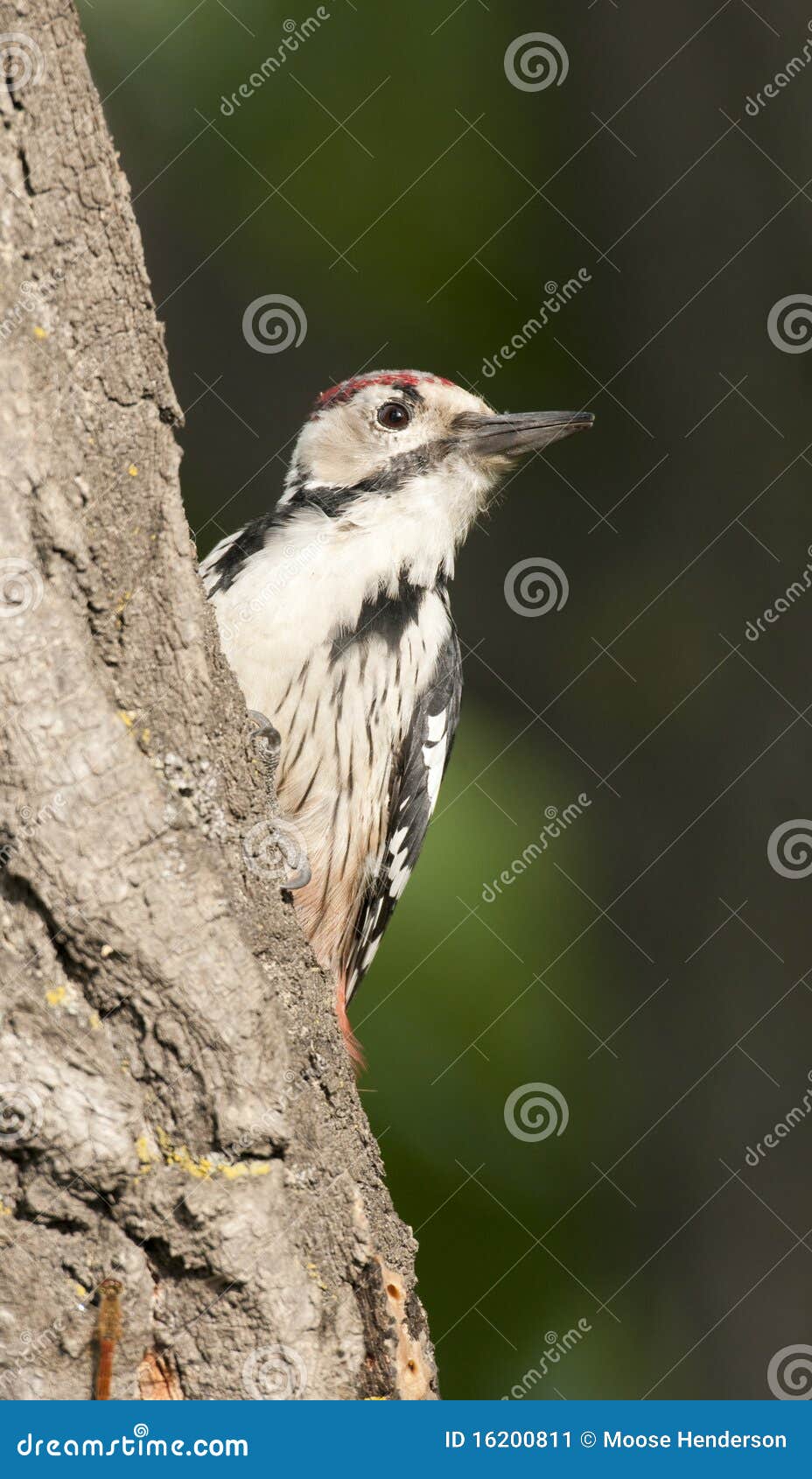 White-backed Woodpecker stock image. Image of bird, white - 16200811