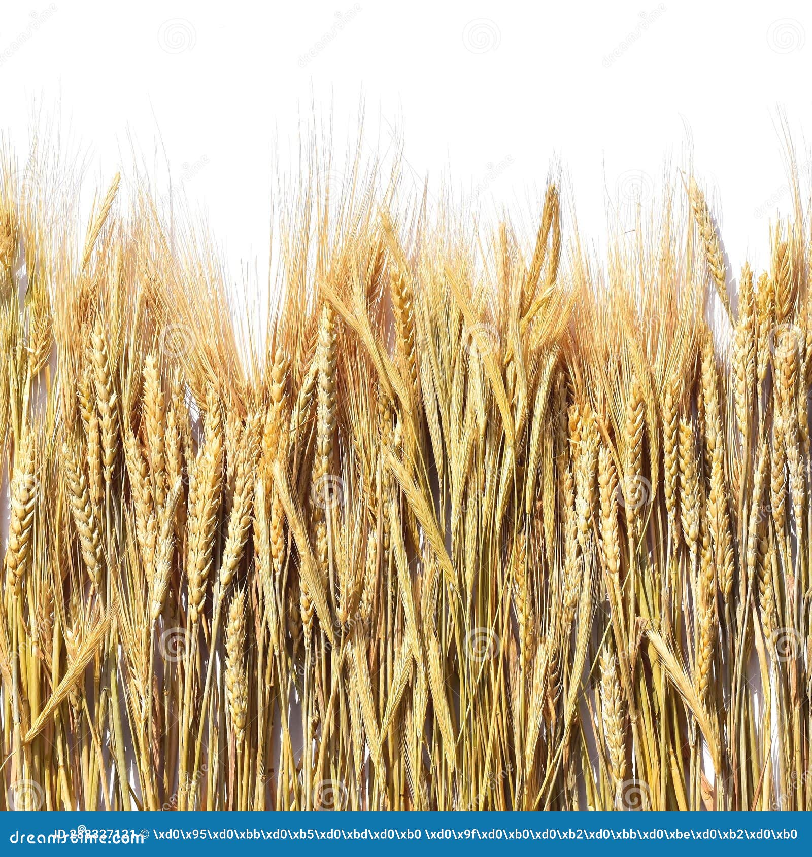 Rye, Wheat, Barley on a White Background Stock Image - Image of ...