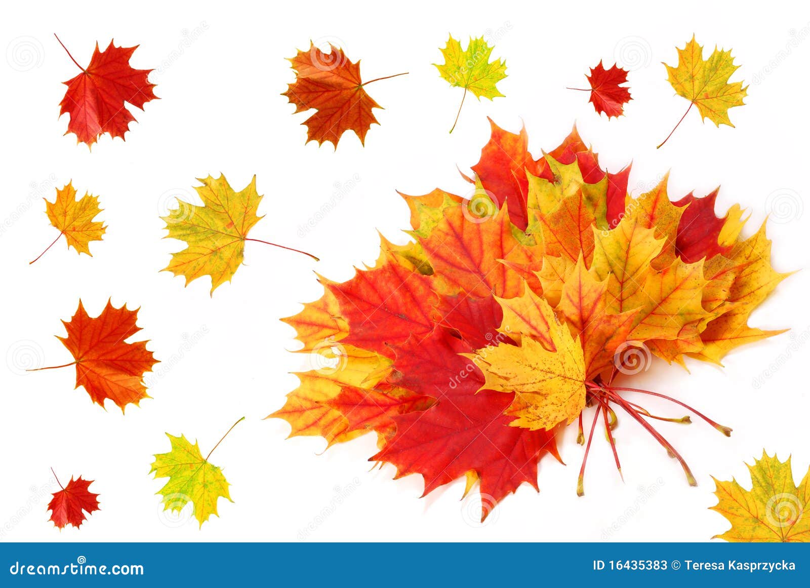 White Background with Autumn Leaves Stock Image - Image of nature ...
