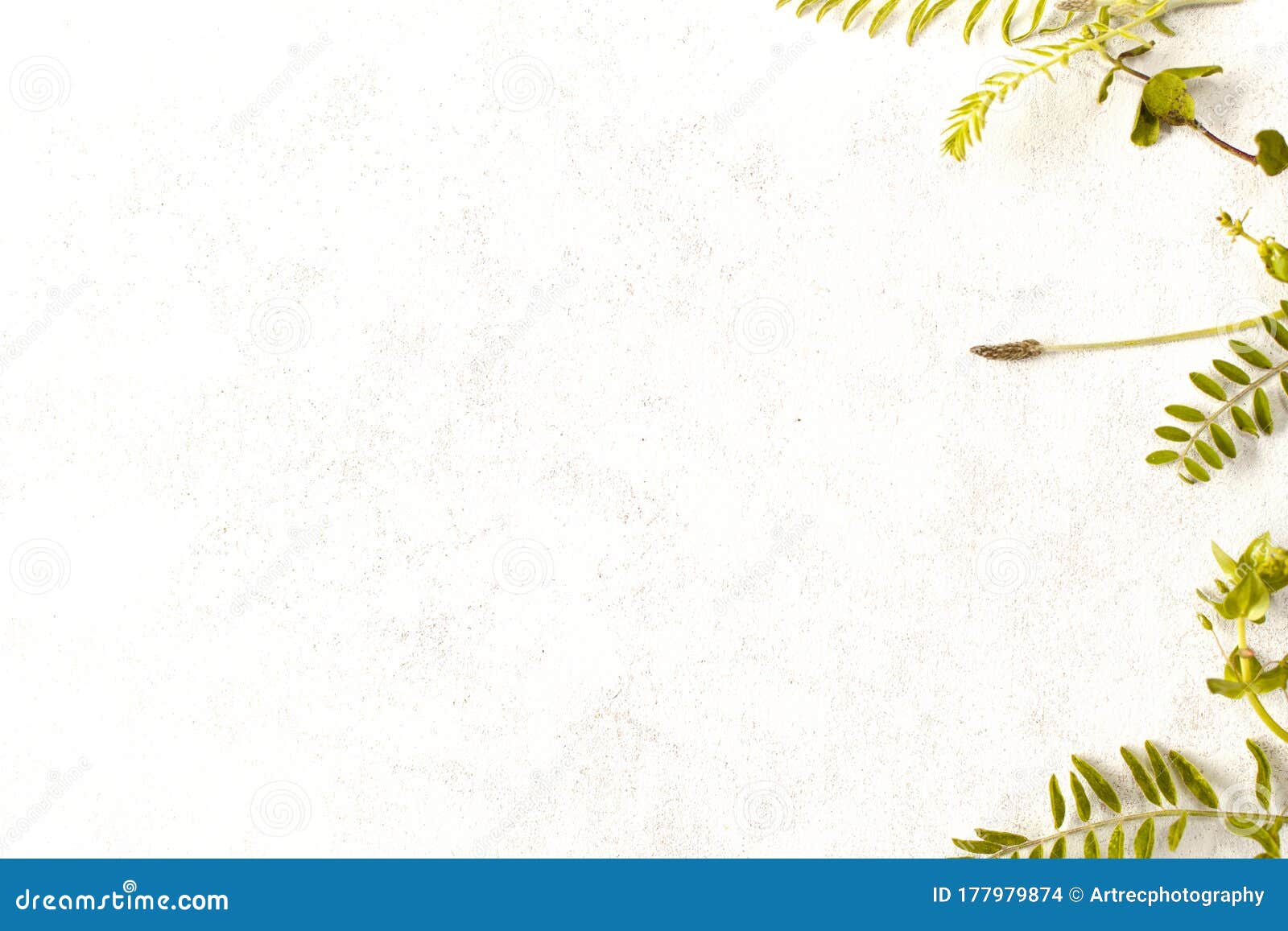 White Background with Botanical Leaves, Branches and Sprouts Border ...