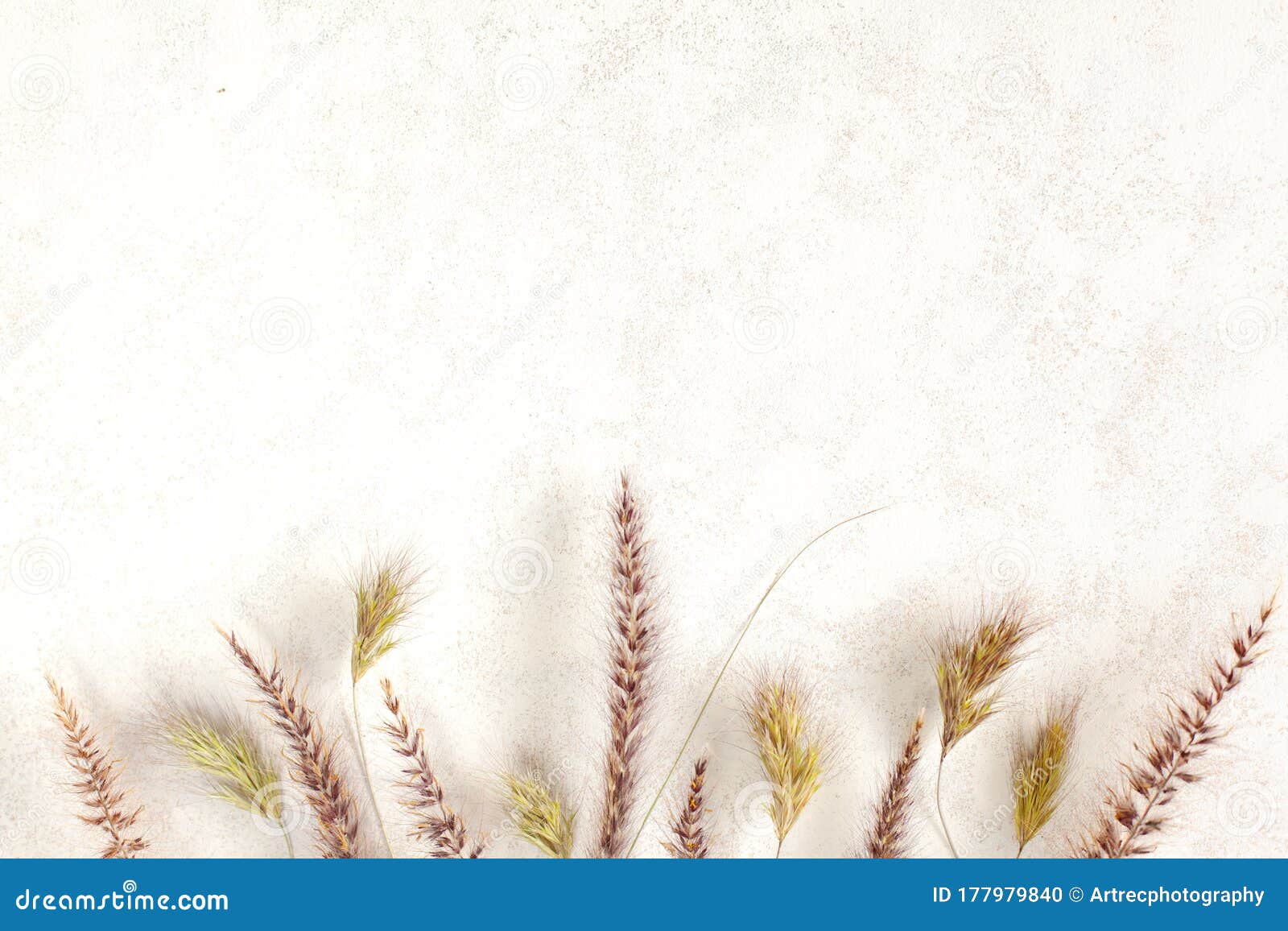 White Background with Botanical Spikes Border Stock Photo - Image of ...