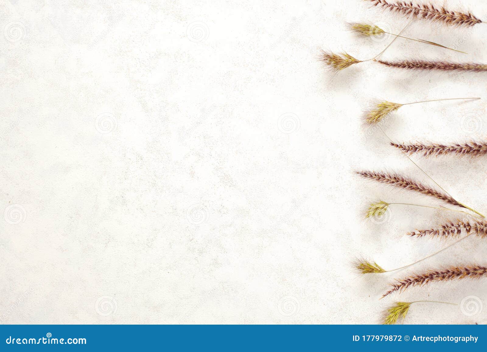 White Background with Botanical Spikes Border Stock Photo - Image of ...