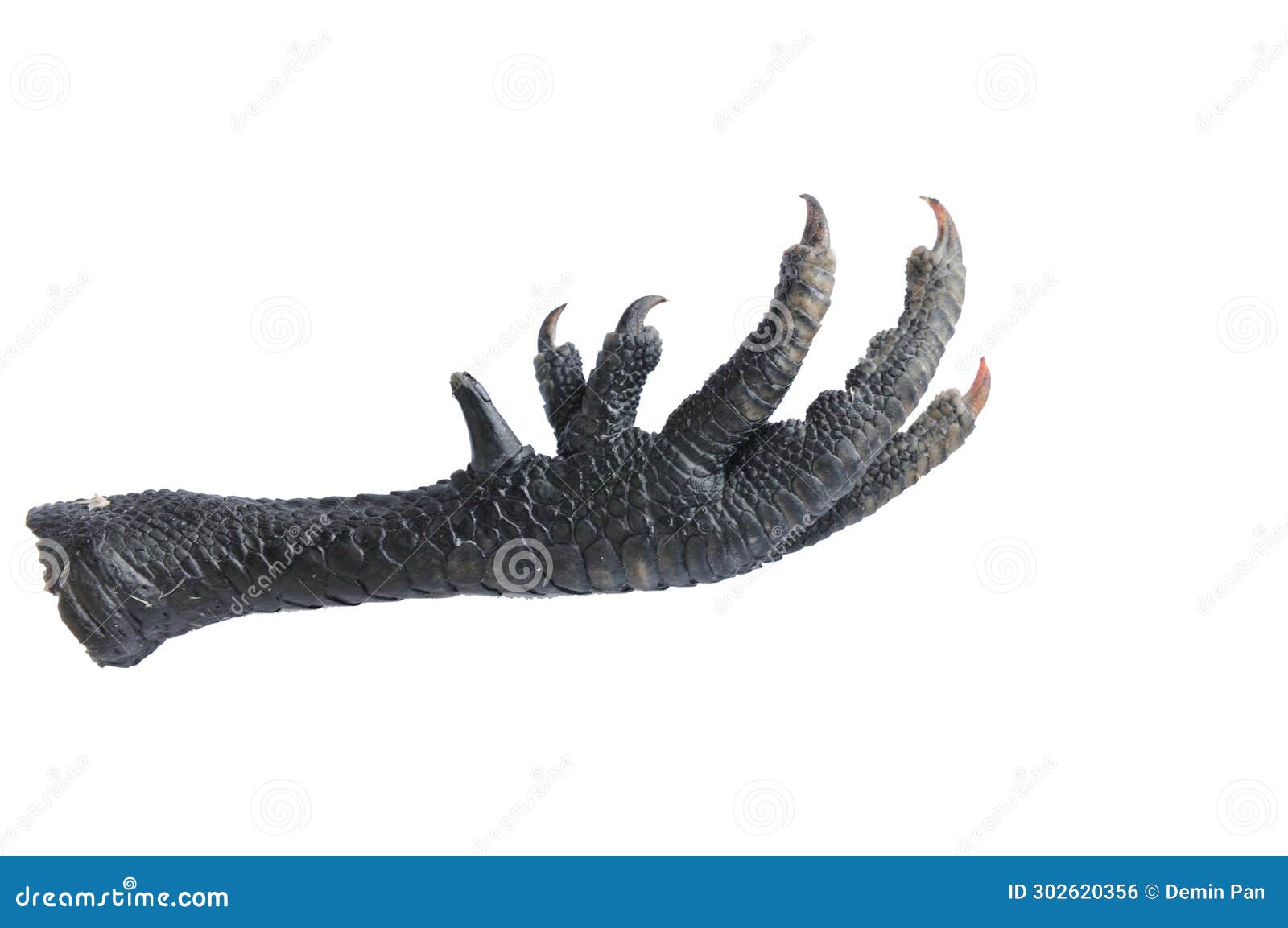 White Background Chicken Claws Stock Photo - Image of meat, bones ...