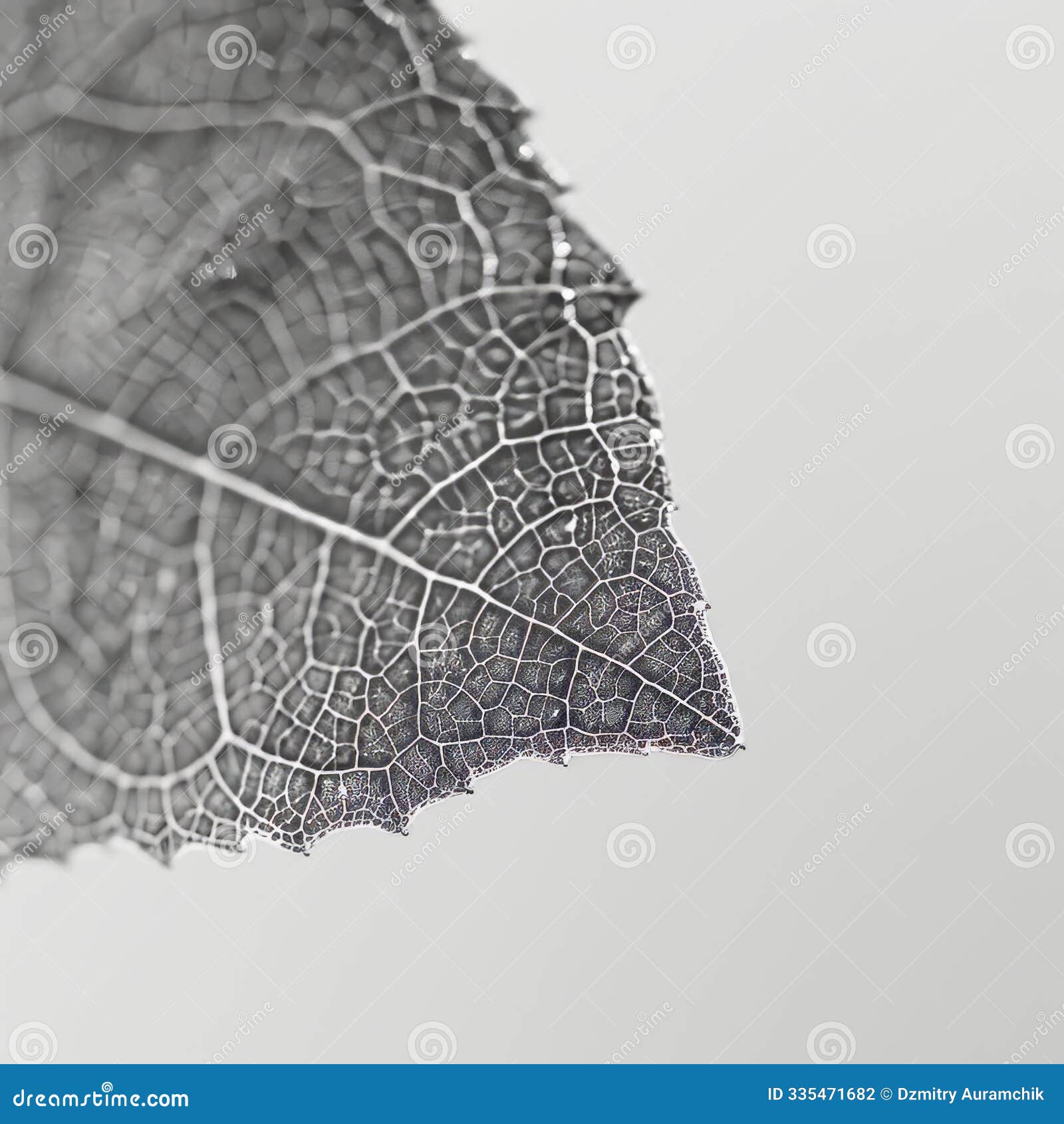 On a White Background, Close-up of a Leaf S Serrated Edges Reveals an ...