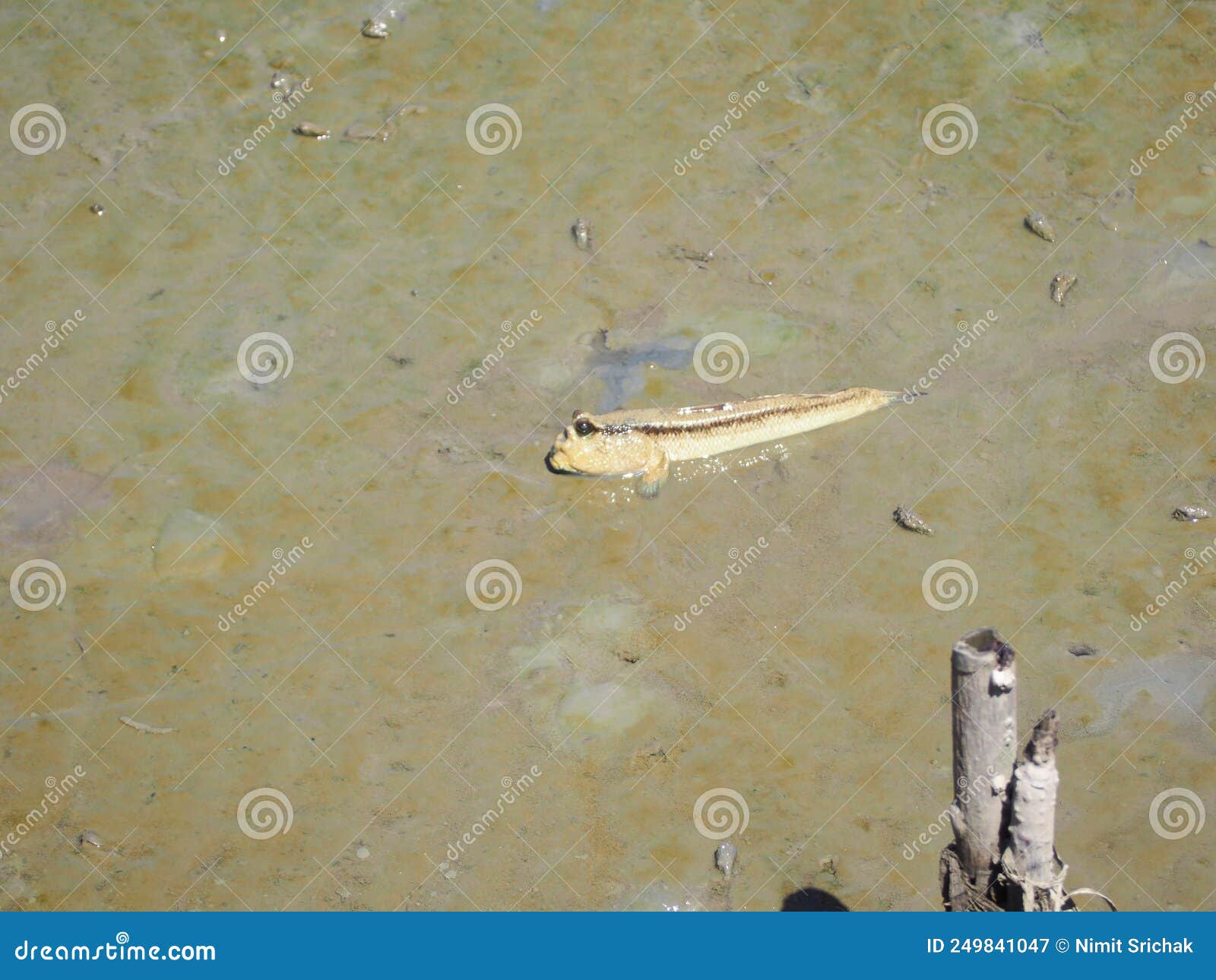 White Background, Creamy Fish, Cream Stumps, Gray and White Light ...