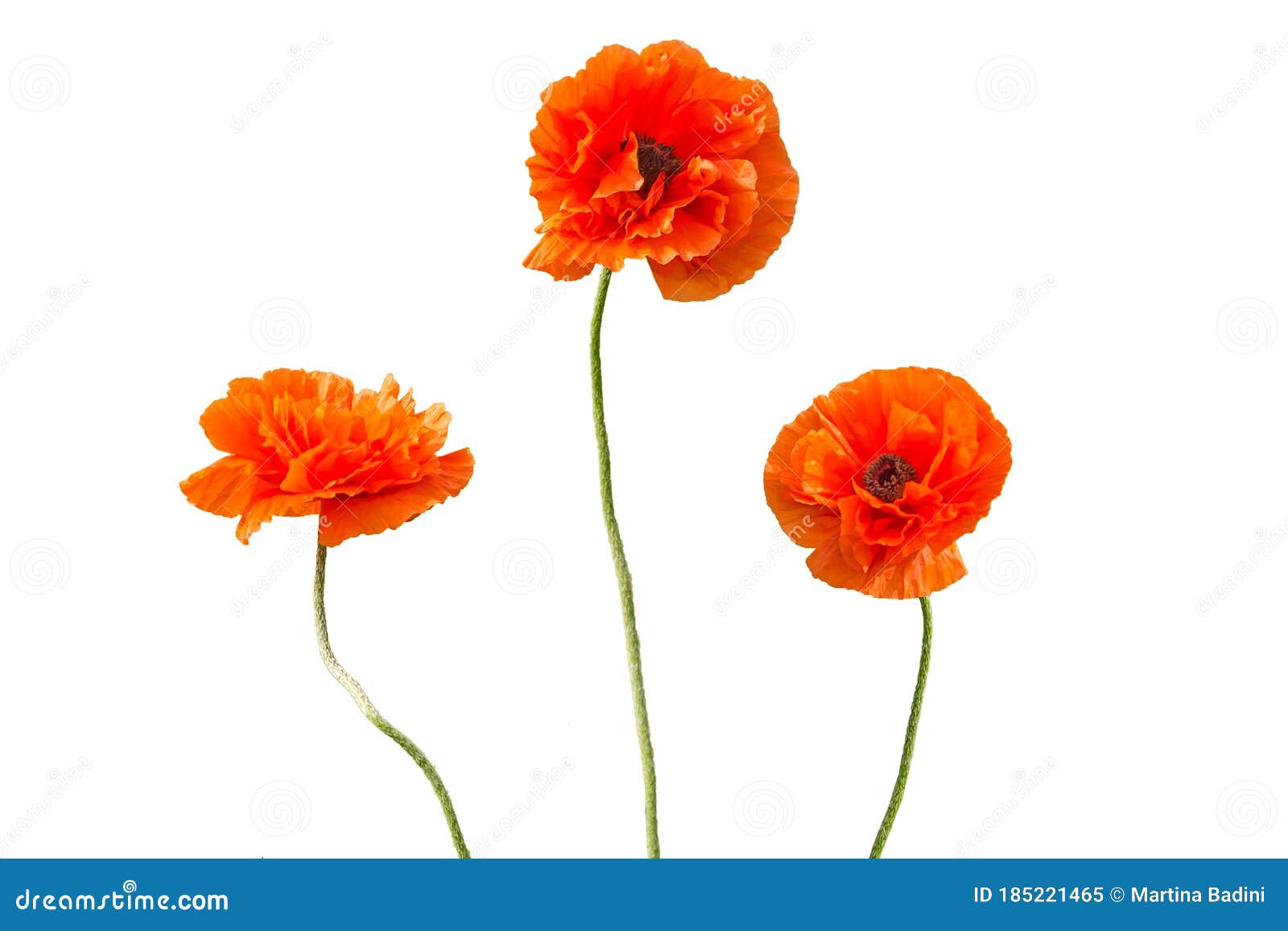 Poppies Isolated on White Background Stock Image - Image of colorful ...