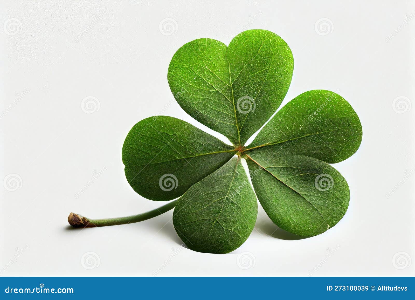White Background with Four-leaf Green Clover Isolated on Side Stock ...