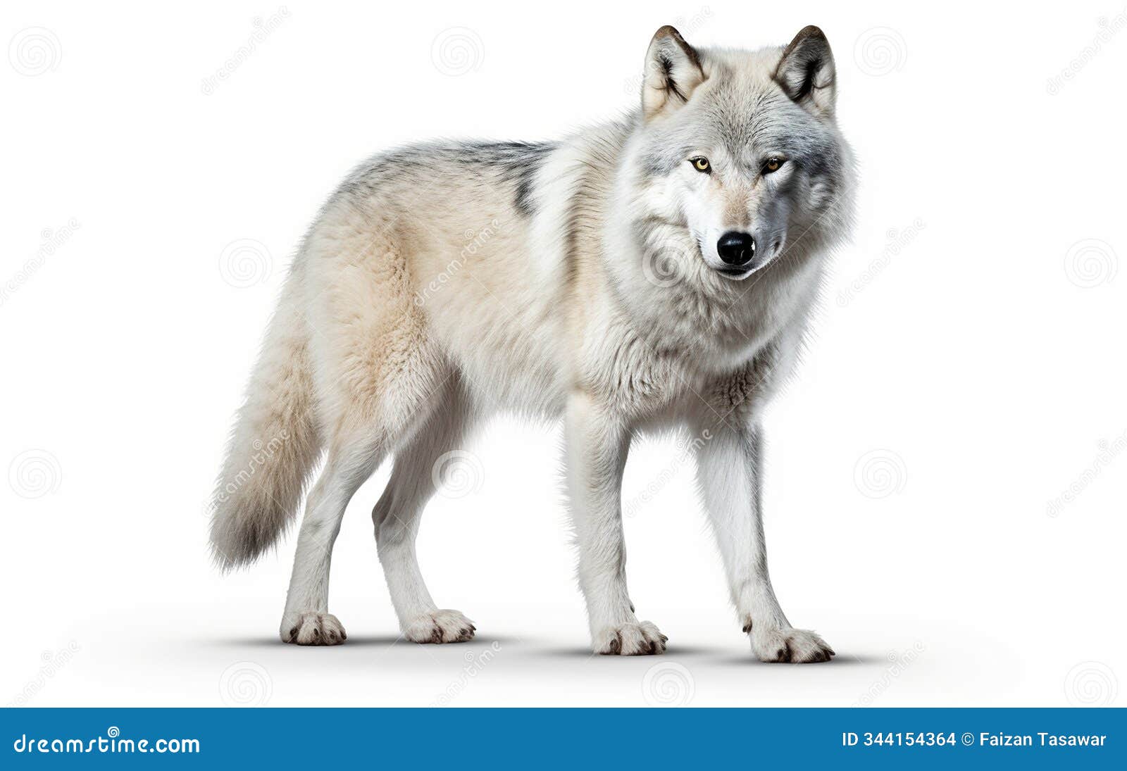 White Background Frames Wolf Stock Illustration - Illustration of ...