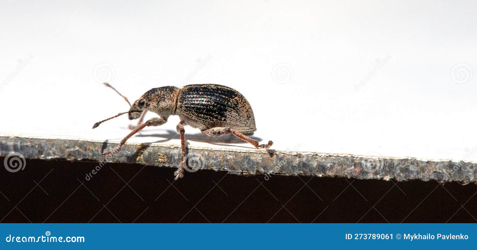 Anthonomus Pomorum Or The Apple Blossom Weevil Is A Major Pests Of ...