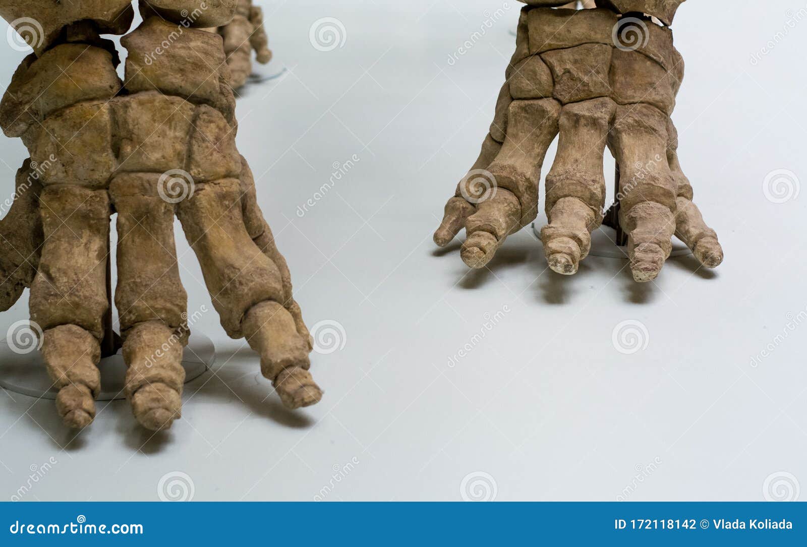 On White Background Of Part Of Ancient Dinosaur Skeleton. Skull And ...