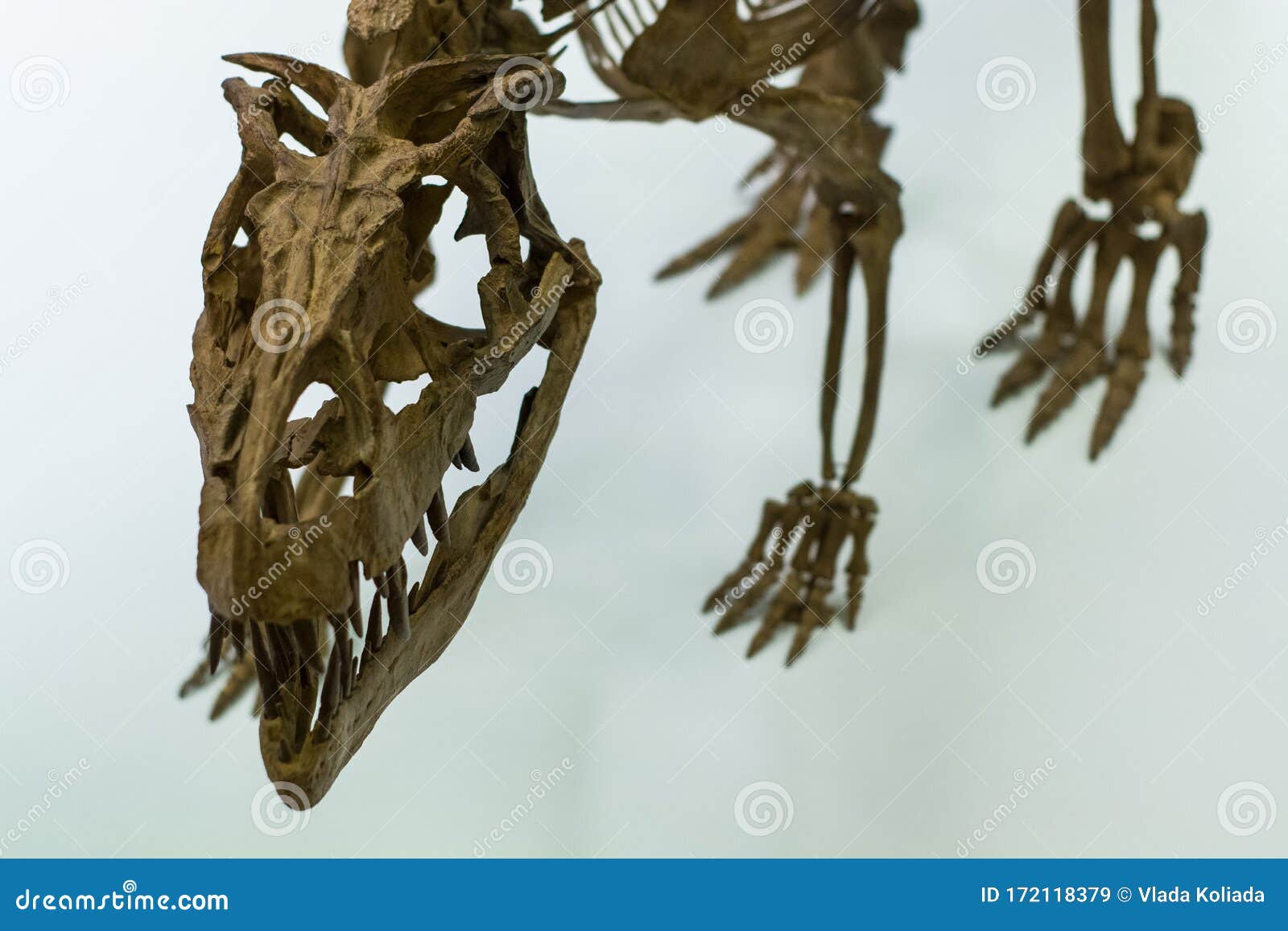 On White Background of Part of Ancient Dinosaur Skeleton. Skull and ...