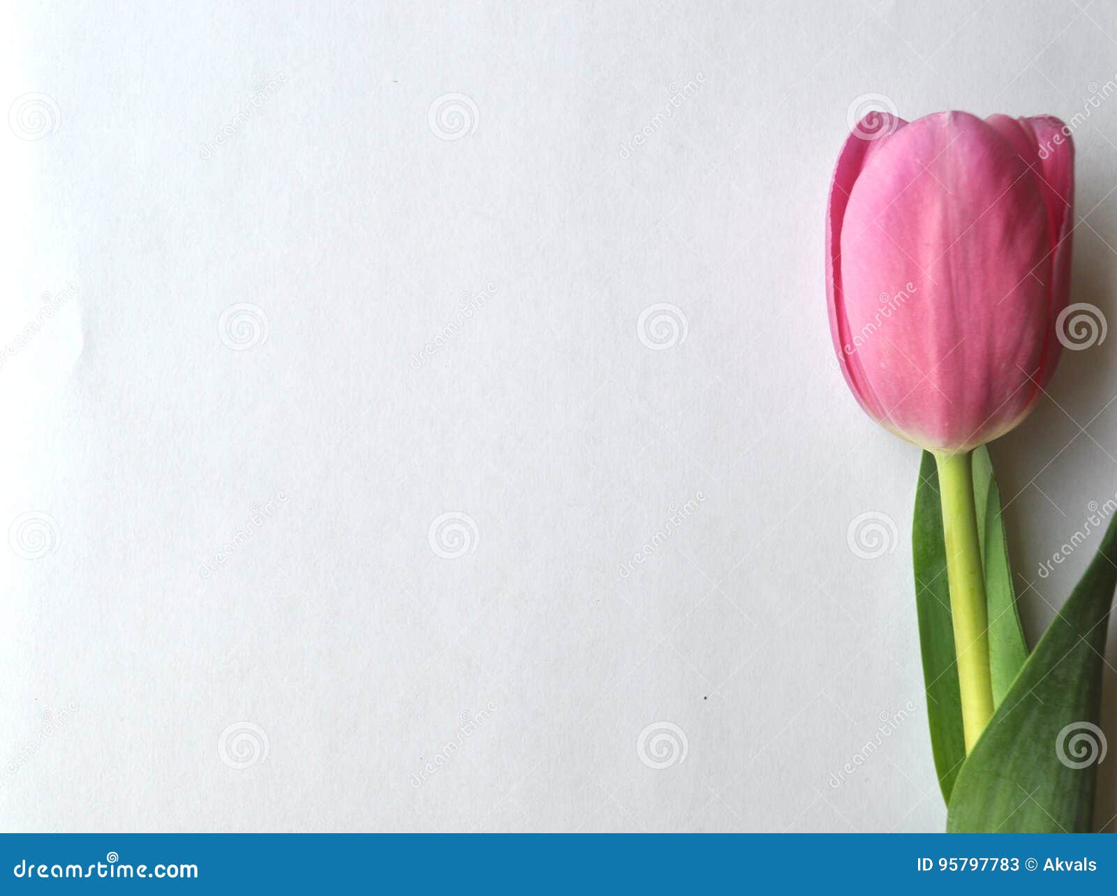 9,235 Pink Tulip Flower Border Stock Photos - Free & Royalty-Free Stock ...
