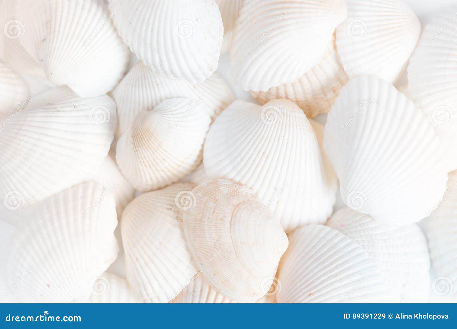 White background of shells stock image. Image of delicate - 89391229