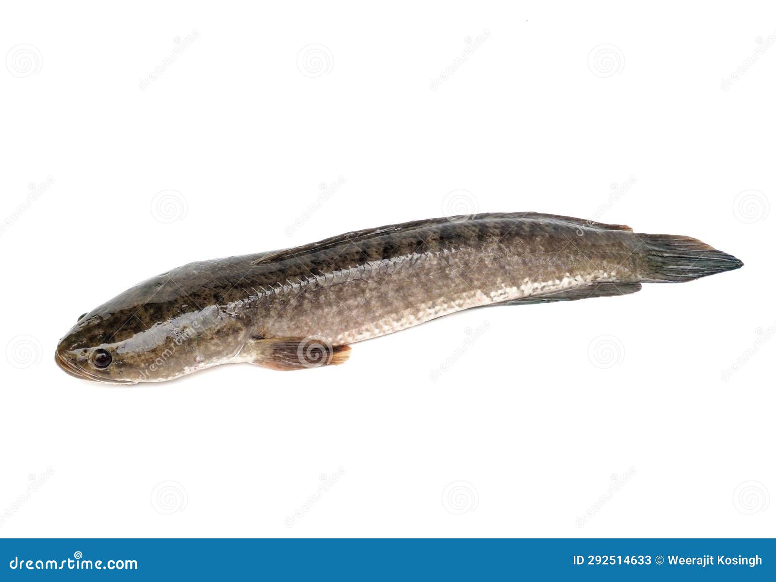 White Background Snakehead Fish Stock Image - Image of reptile, aquatic ...