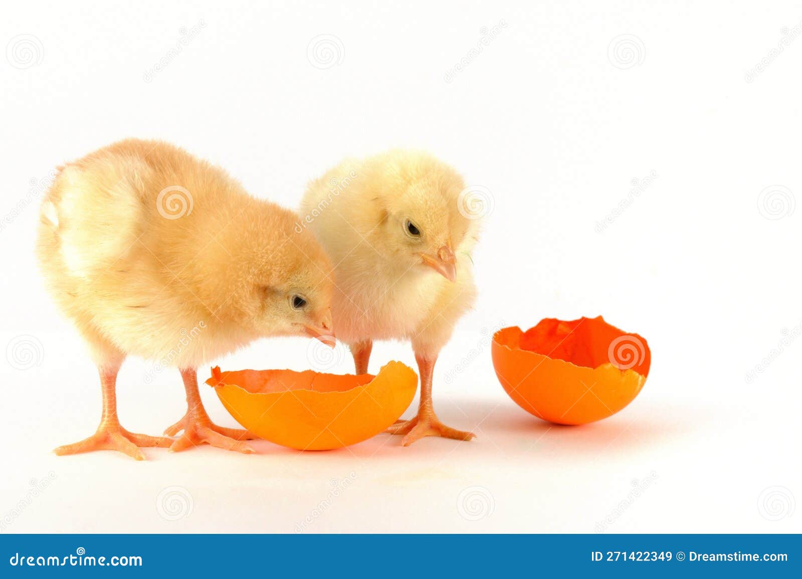 Two Little Chicks Examine the Orange Eggshells they Came from Stock ...