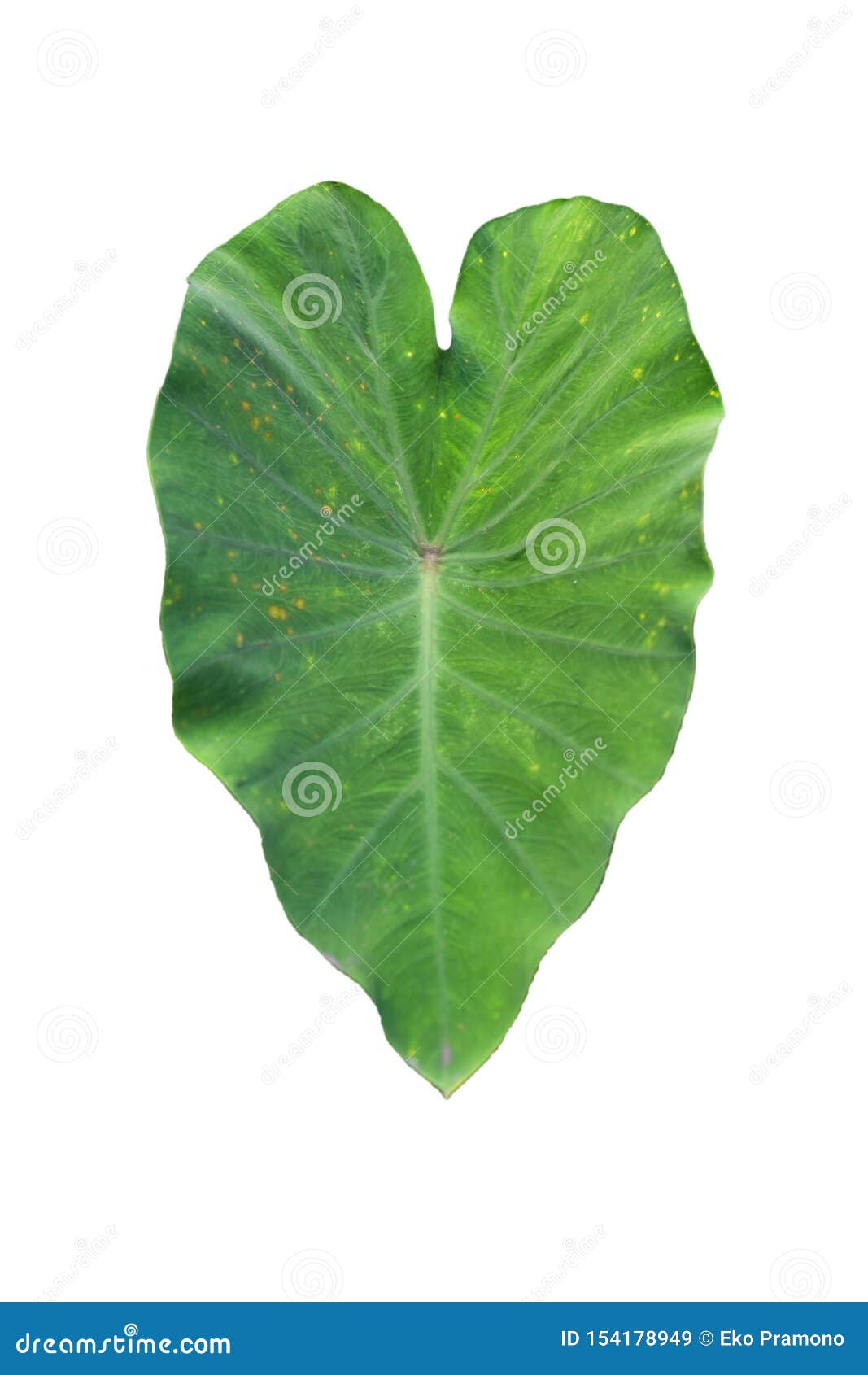 Taro Leaf Isolated on White Background Stock Image - Image of decorated ...