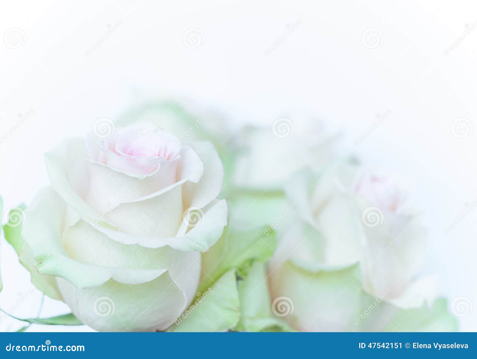 White Background with White Roses Stock Image - Image of green, depth ...