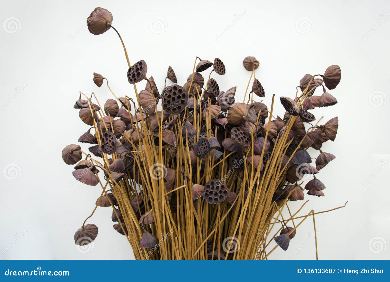 The Withered Lotus Root in Winter Stock Image - Image of unmanned ...