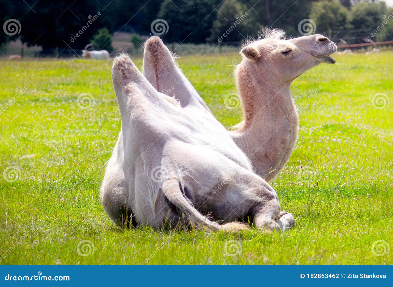 White Bactian Camel Resting on a Green Field Stock Photo - Image of ...