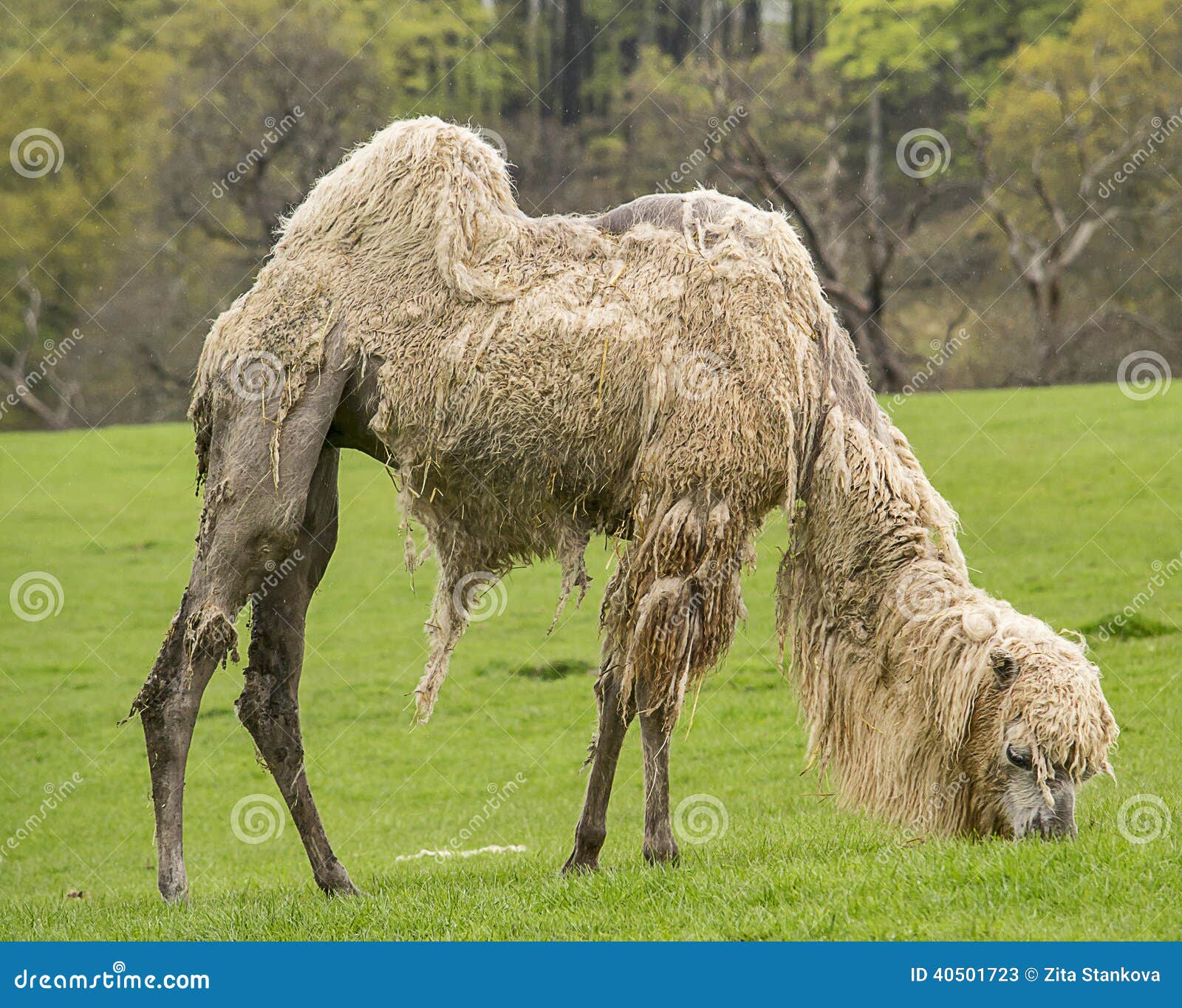 White bactrian camel stock image. Image of herbivore - 40501723