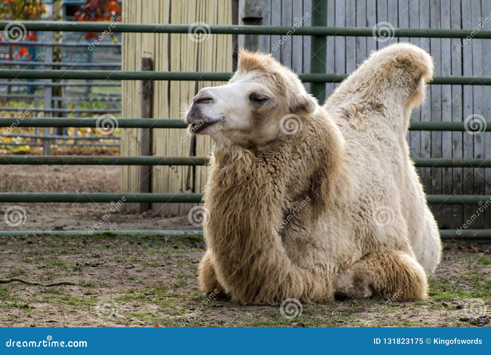 White Bactrian Camel Resting on the Ground Stock Image - Image of ship ...