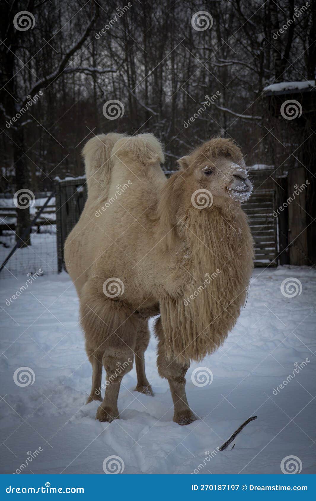 White bactrian Camel stock image. Image of bird, desert - 270187197