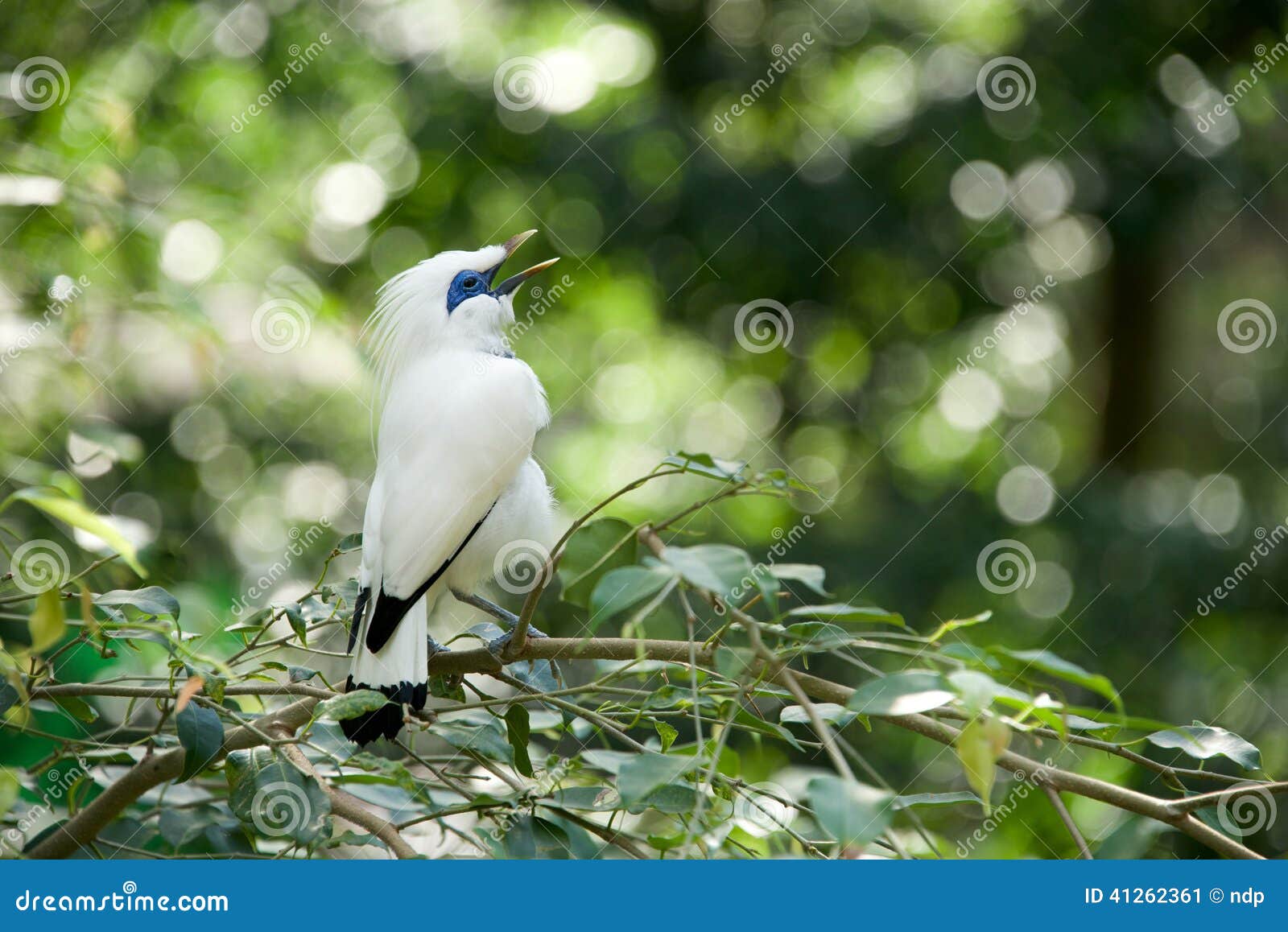 White Bali Myna Bird Singing on Branch Stock Image - Image of bird ...