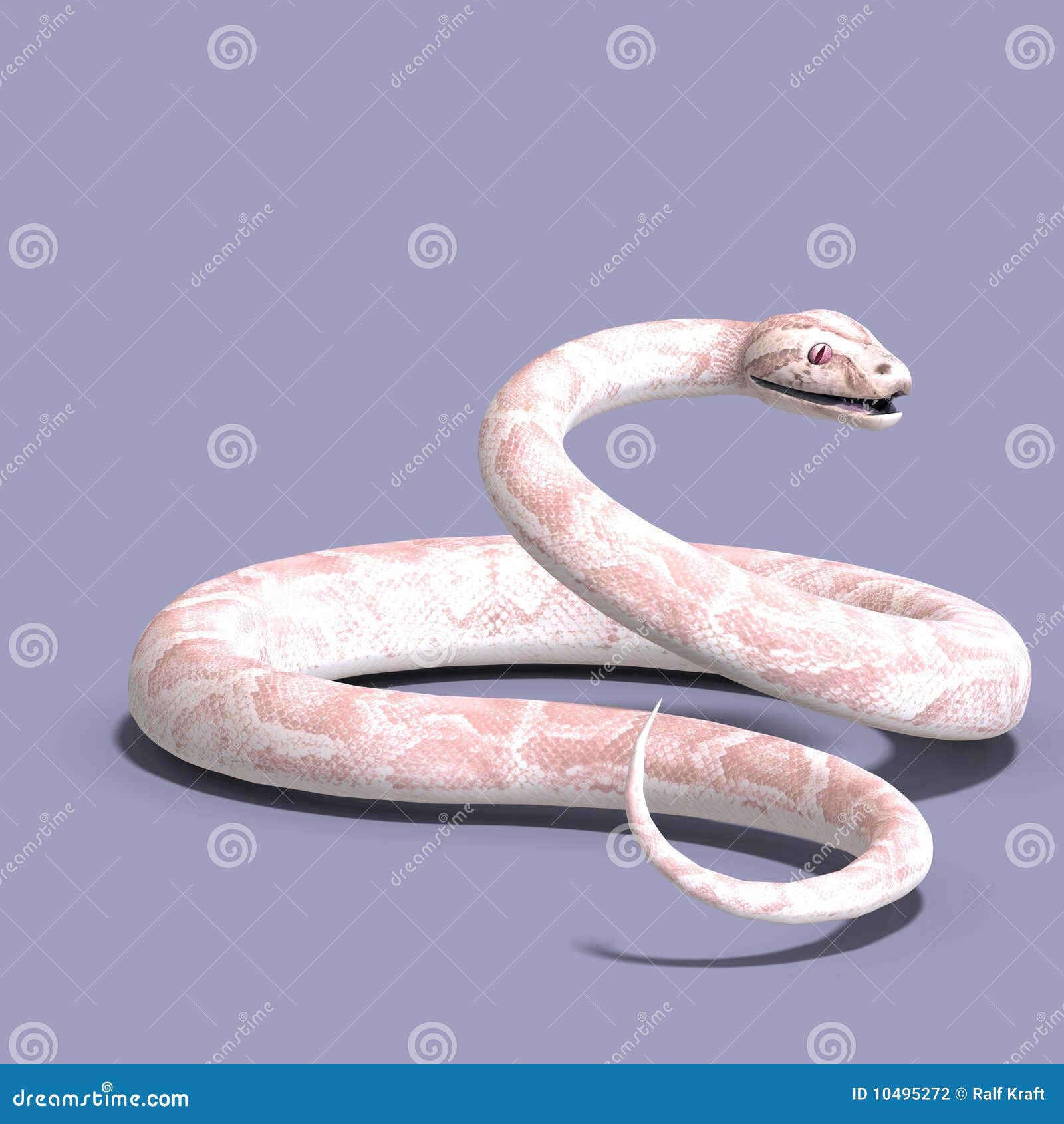 White ball python stock illustration. Illustration of hazardous - 10495272