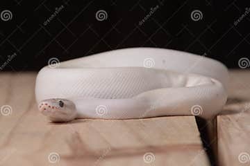 White ball python snake stock photo. Image of mamba, ball - 78993360