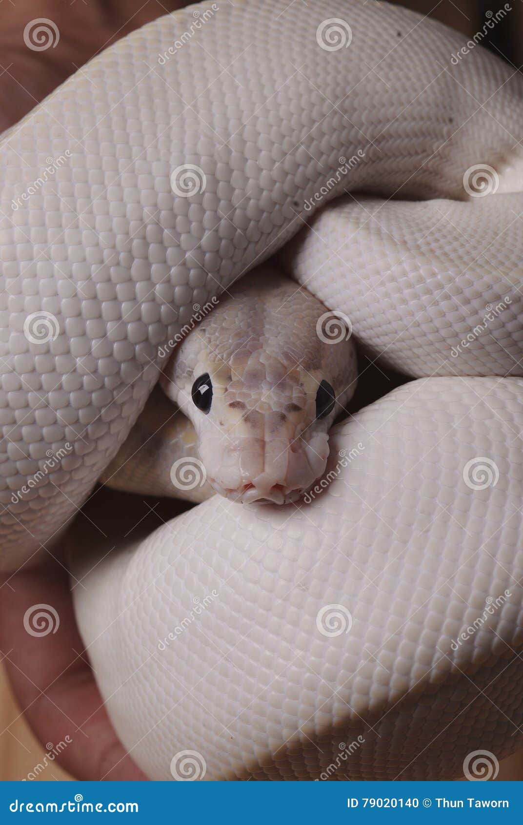 White ball python snake stock photo. Image of studio - 79020140