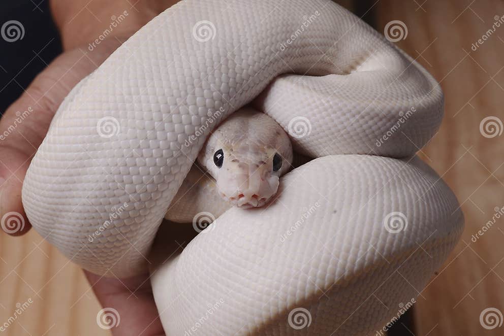 White ball python snake stock photo. Image of python - 79020150