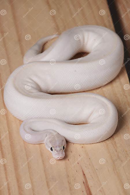 White ball python snake stock image. Image of white, wood - 79020163