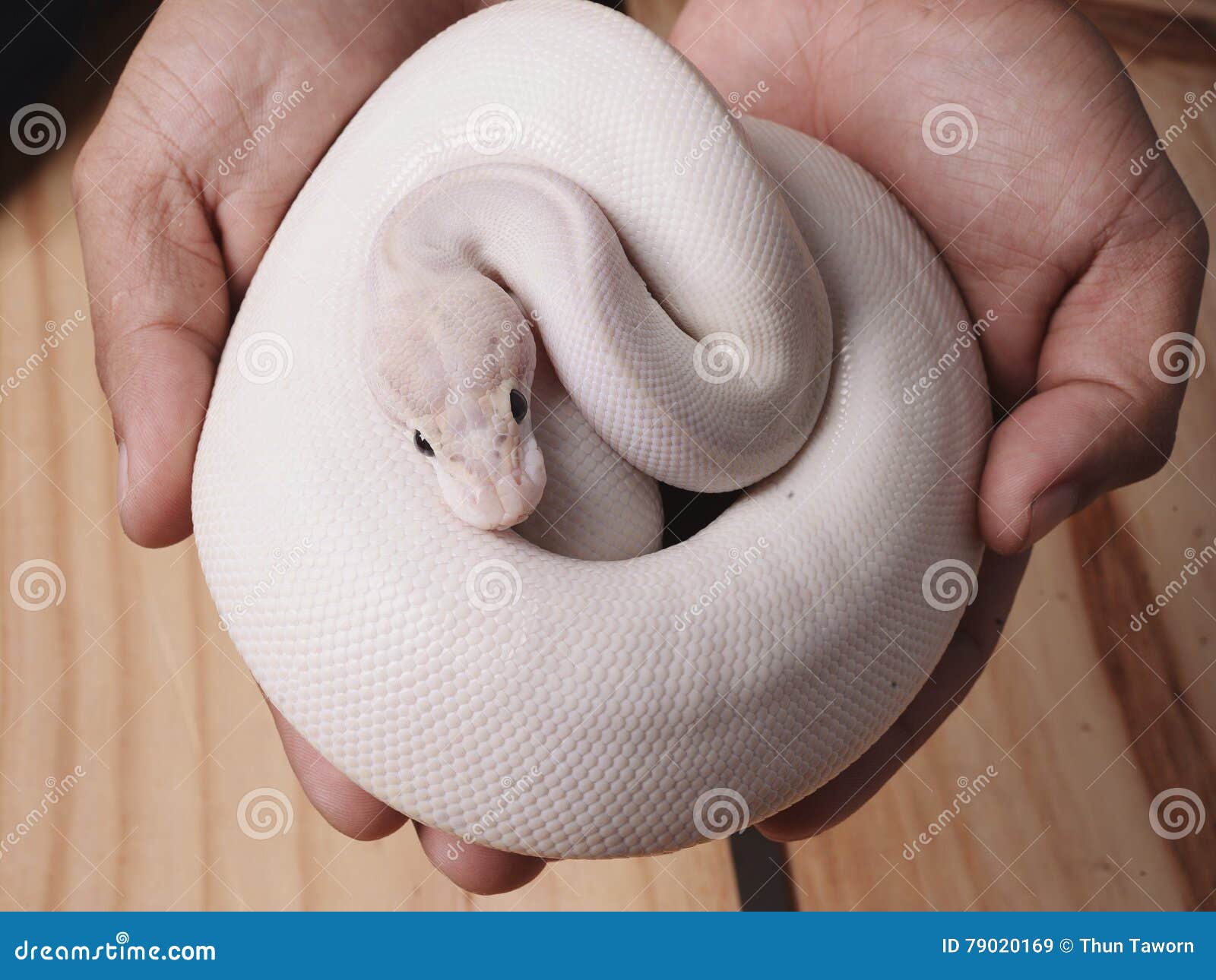 White ball python snake stock image. Image of wood, serpent - 79020169
