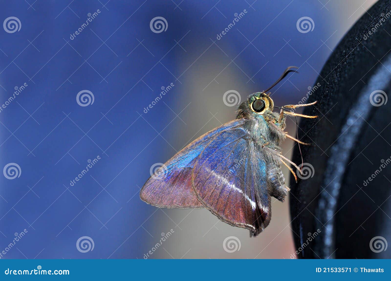 White-banded Wolf Snake Or Malayan Banded Wolf Snake Lycodon Subcinctus ...