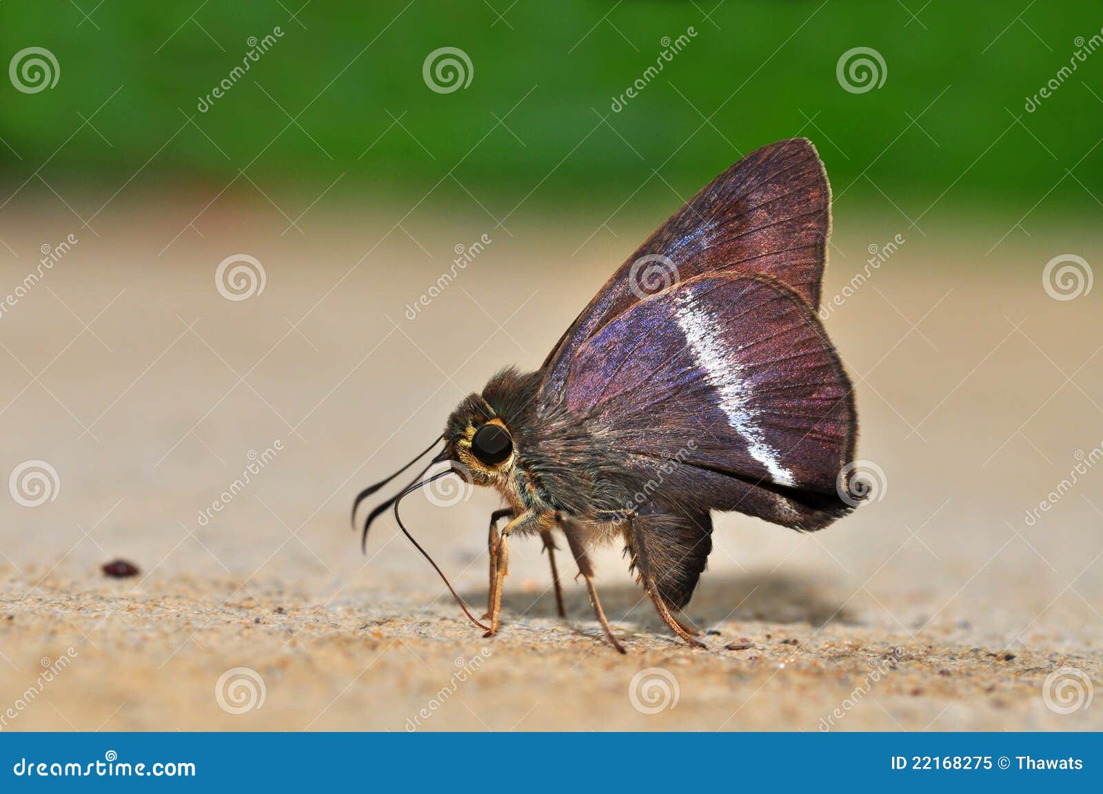 White banded Awl butterfly stock image. Image of white - 22168275